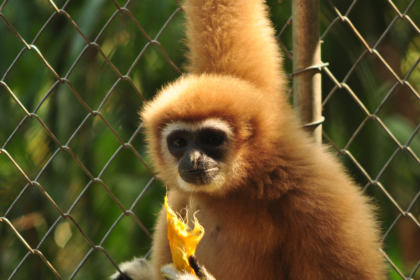 Gibbon Rehabilitation Project, Phuket — Visitor guide & review