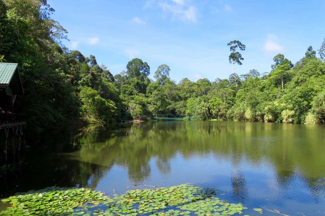 Rainforest Discovery Centre Sepilok